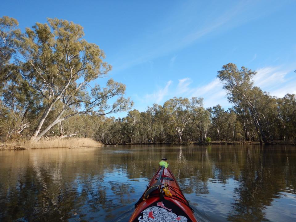 Murray River Kayak.: Murray River Paddle 2016 Day 5 Collendina Forest ...
