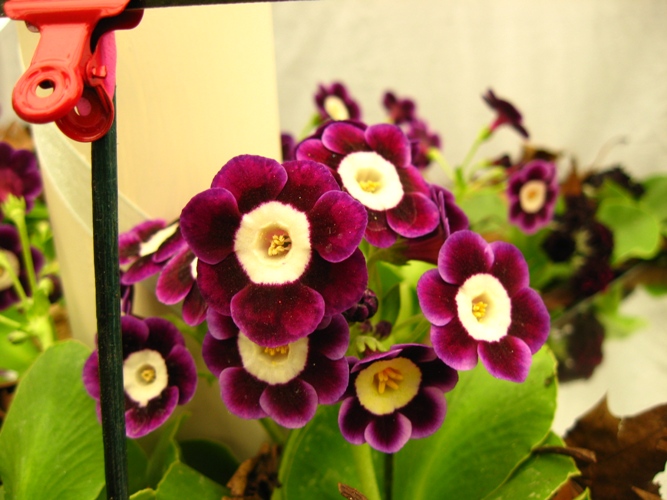 Ewa in the Garden: 21 New Charming Varieties of Primrose