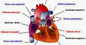 BIOLOGIA HUMANA: Dissecció del cor