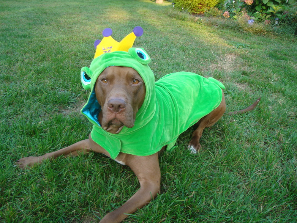 Pit Bull Frogs: Pit Bull Frog Photos