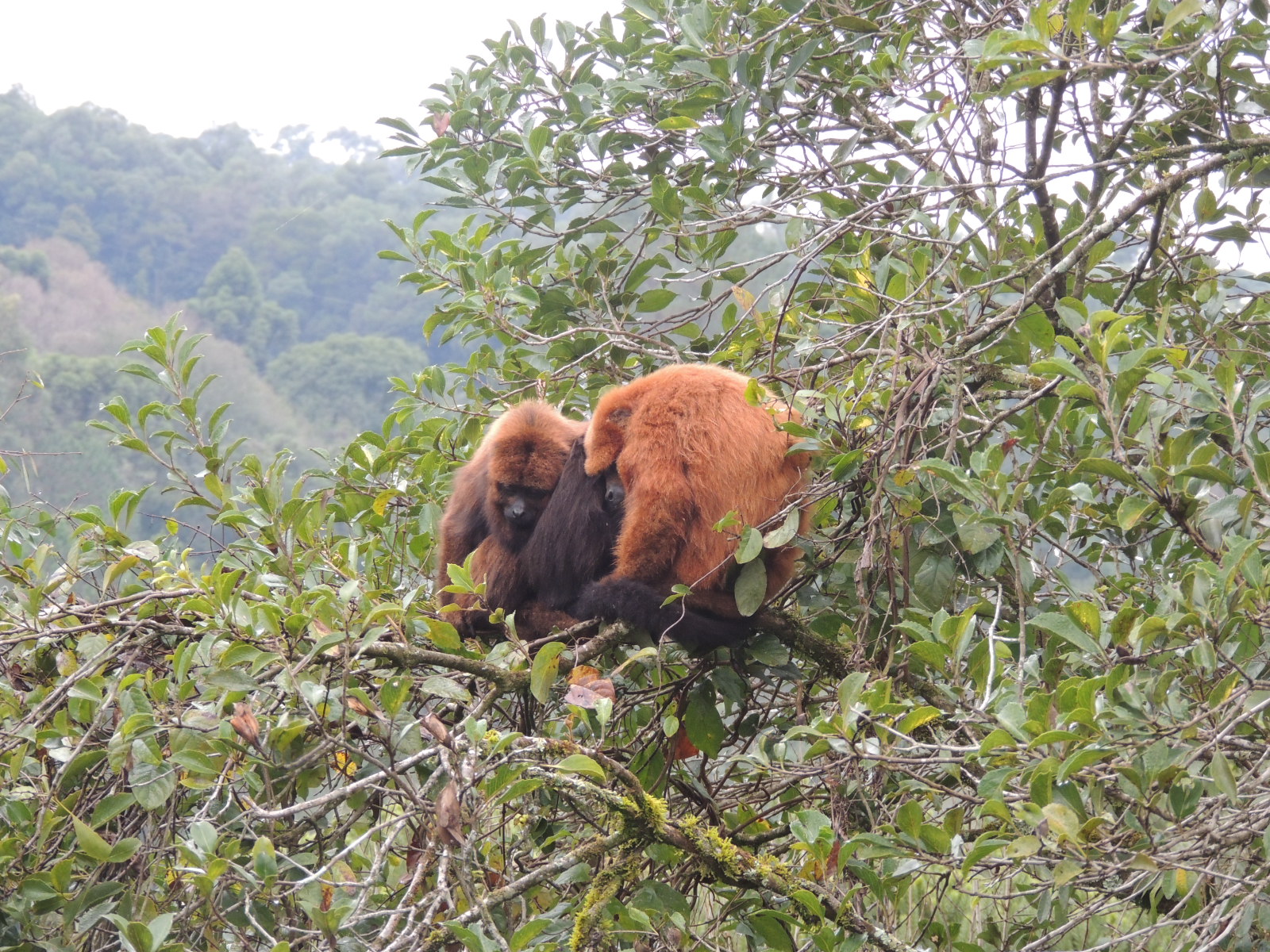 Blogando com Palavra e Arte: Bugiu espécie em risco de extinção