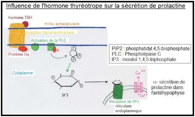 laitssentiel pour bébé: La prolactine