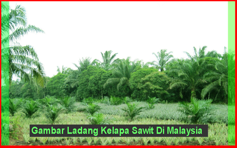 Kongsi Gambar Ladang Kelapa Sawit Di Malaysia | Kelapasawitnews.com ...