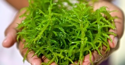 Langkah Mudah Cara Mengolah Rumput Laut Menjadi Agar-Agar Siap Masak ...