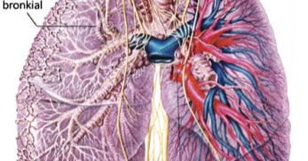 Blog Pelajar GK: STRUKTUR DAN FUNGSI PARU-PARU SEBAGAI SISTEM EKSKRESI