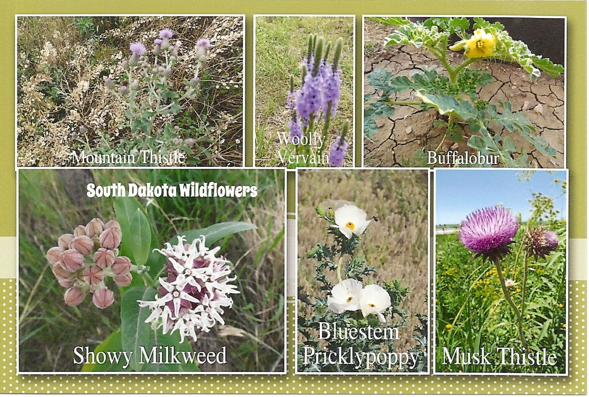 On the Road Again: DAY 11 - South Dakota Wildflowers