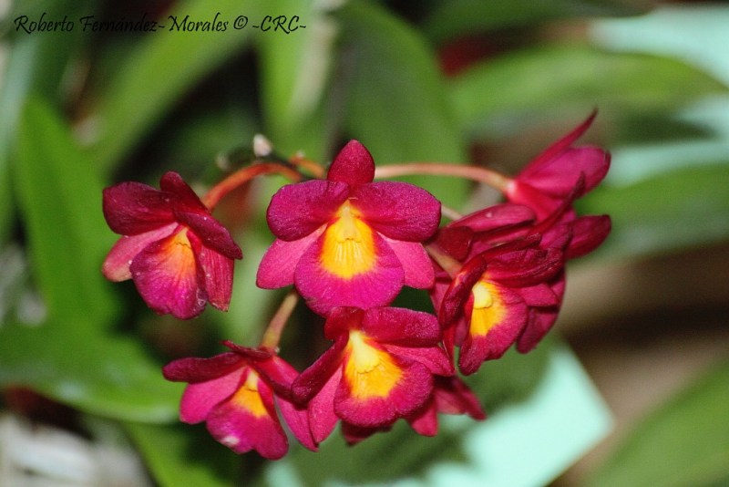 Exposición Nacional de Orquídeas 2012 | Explore Costa Rica
