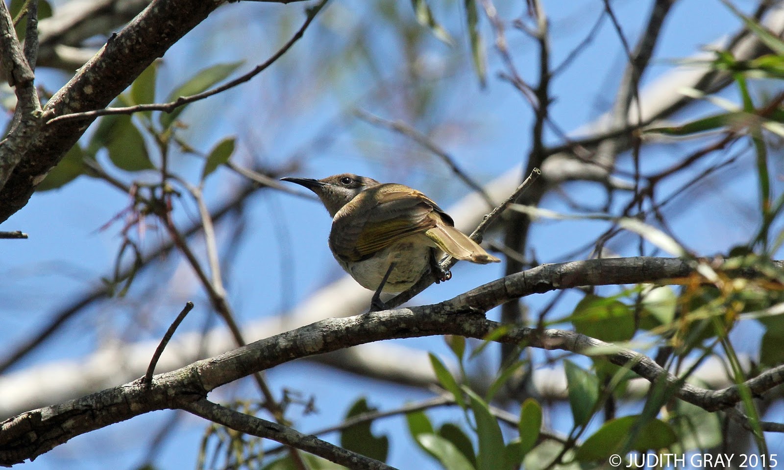 Aussie Backyard Bird Count Charmaine Crt Highfields