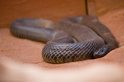 The Fierce Snake Most Dangerous Snake | The Wildlife