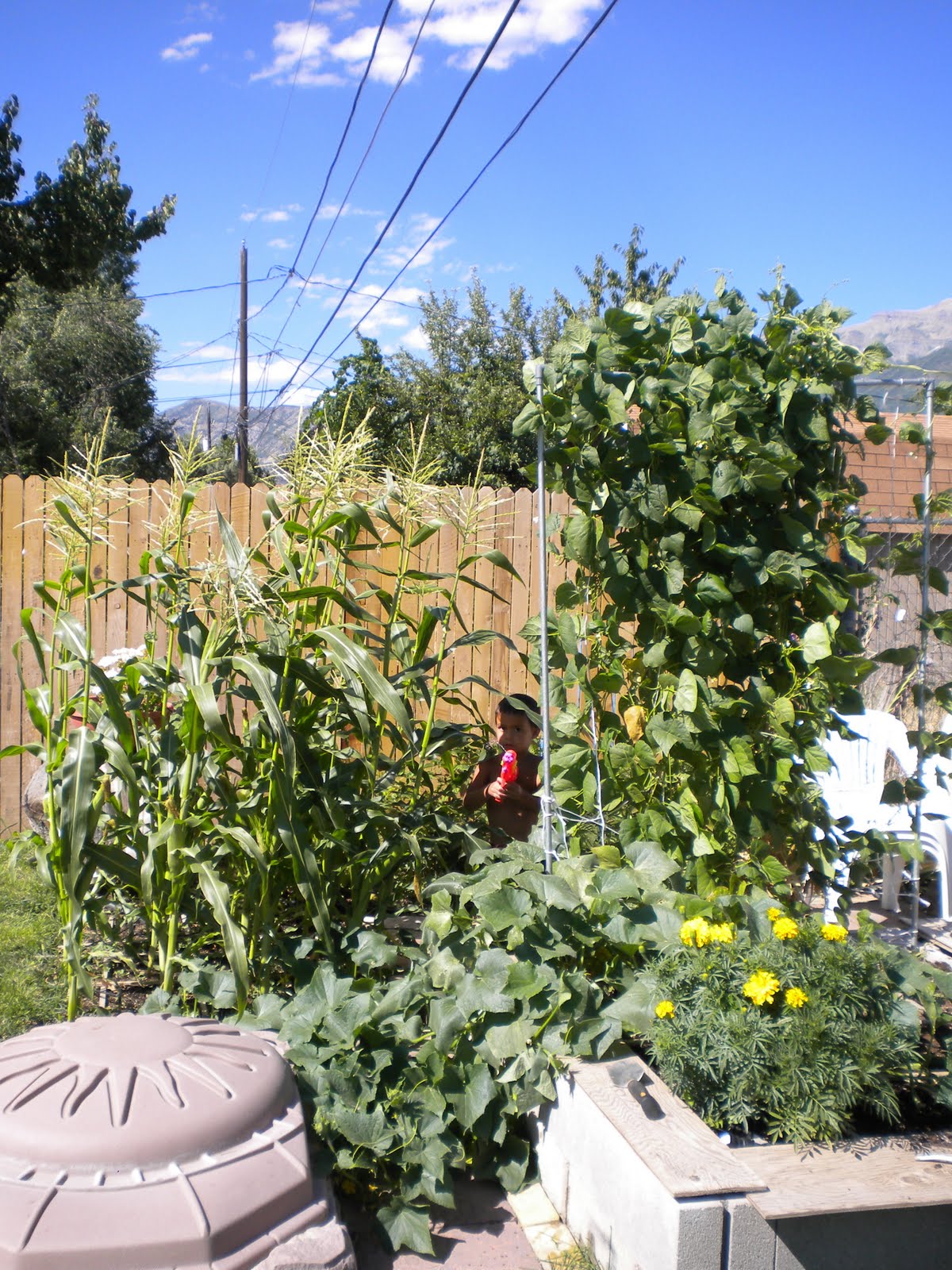 Just the 4 of us: Corn's Ready!!! How to Pick and cook Corn