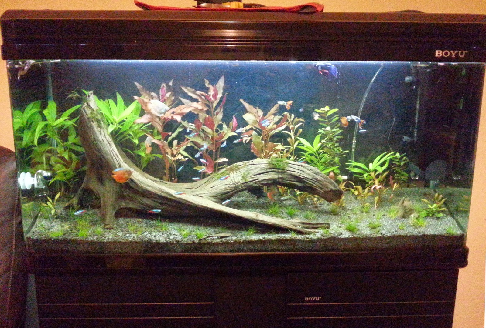 Unleashed Code: Tropical Fish tank in your home.... it's easy enough ...