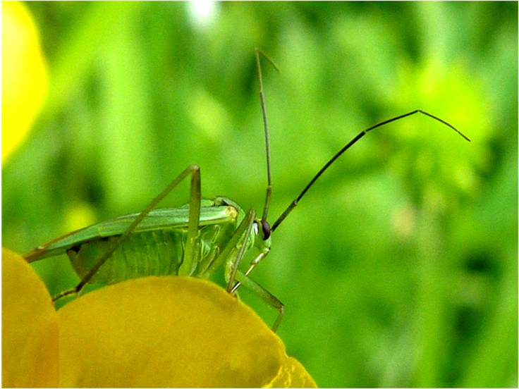 Insects of Scotland: True Bugs