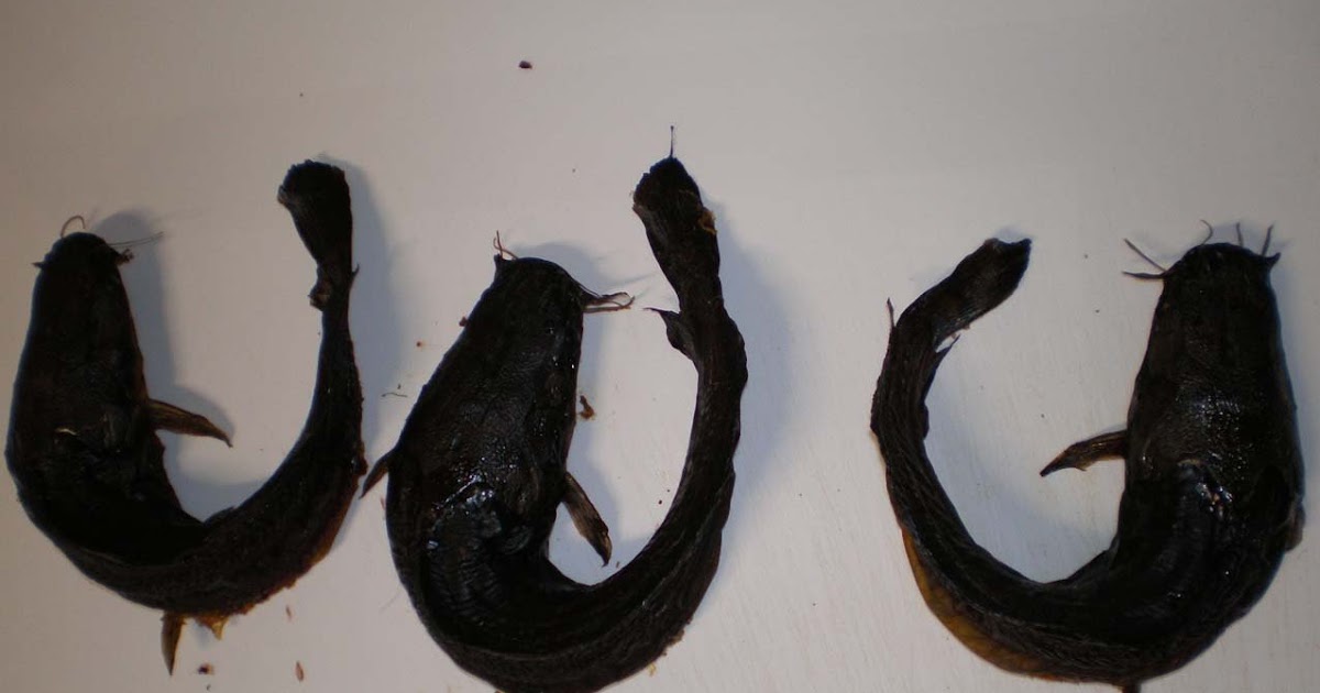 How to Smoke Catfish. - Anambra Indigenous Youth Farmers Multi-purpose ...