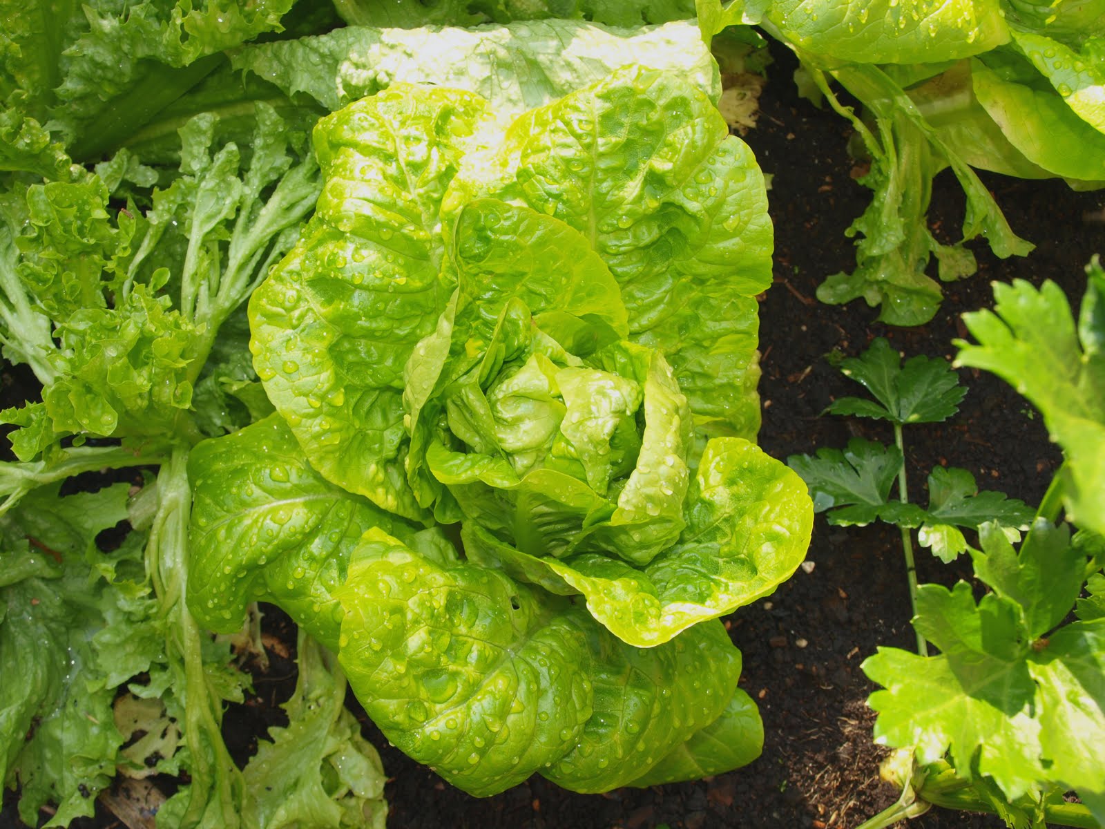 Mark's Veg Plot: Lettuces and Endives
