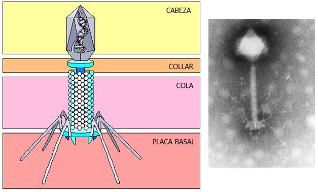 CIENCIAS DEL MUNDO CONTEMPORÁNERO
