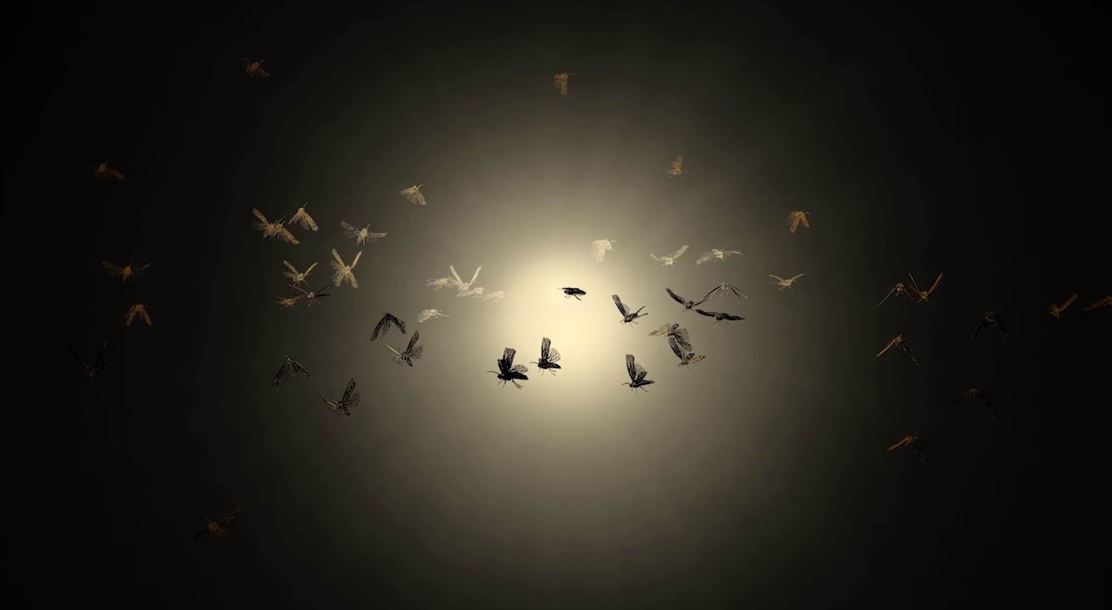 Como polillas a la luz