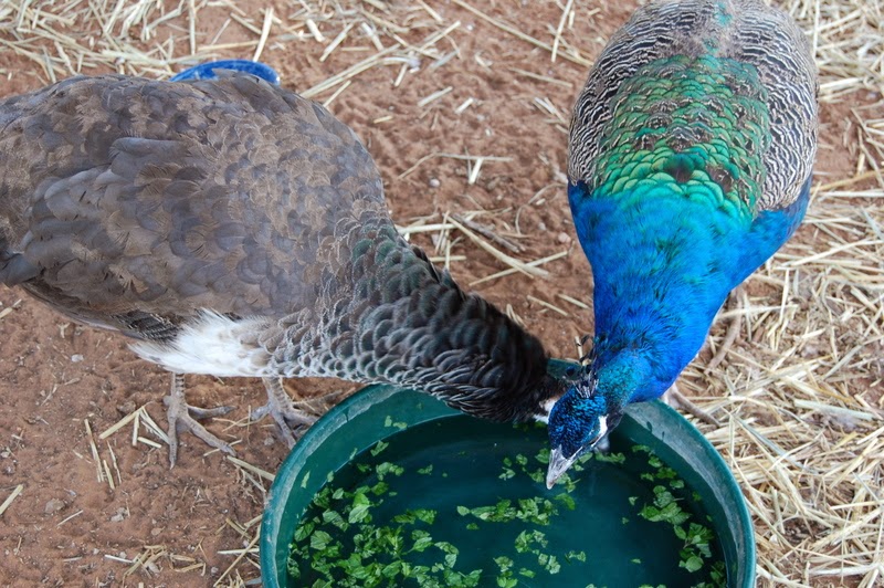 Fluffy Feather Farm: Keeping Your Feathered Friends Cool