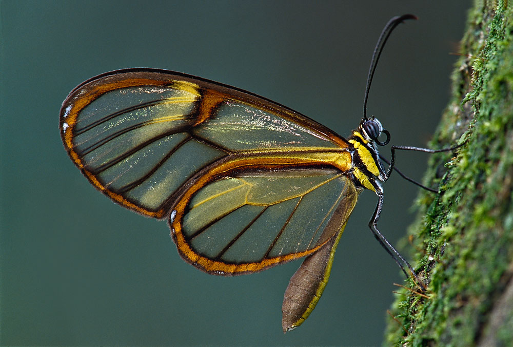 Shahira Hammad - Excessive III: Diaphanous Wings