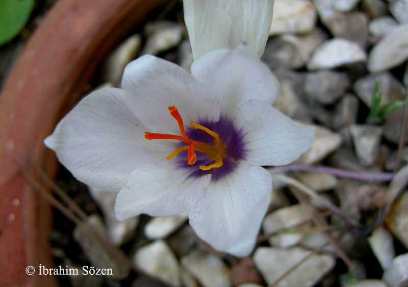 The Country Of Crocuses: Crocus mathewii