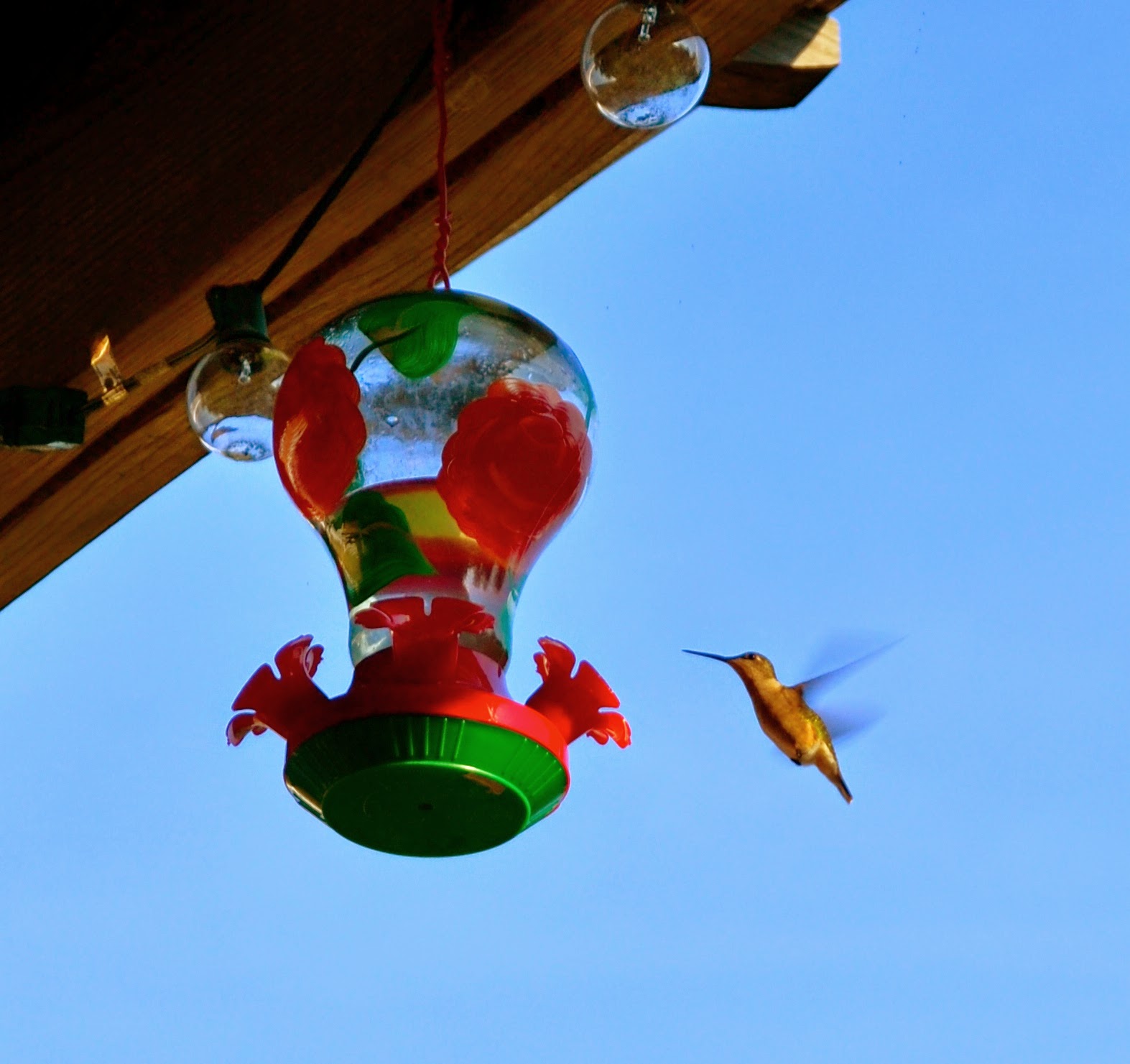 THE FRENCH HUTCH: HUMMINGBIRDS