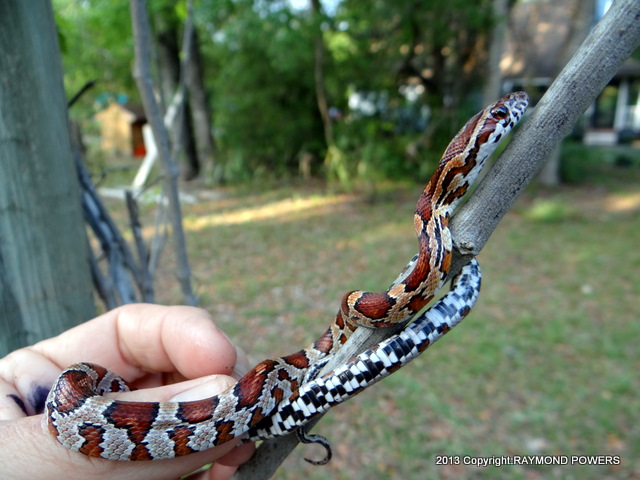 PURE FLORIDA: Don Pedro The Corn Snake.