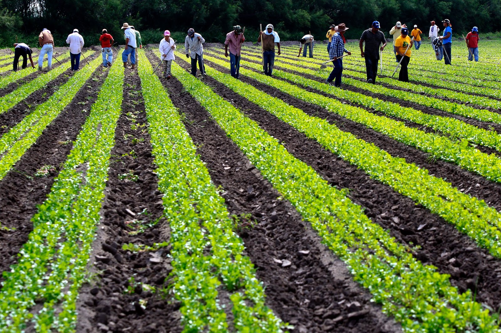 Life through the Lens: Cilantro Field