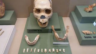 THE GRANDMA'S LOGBOOK ---: ATAPUERCA: HOMO HEIDELBERGENSIS' HOMETOWN