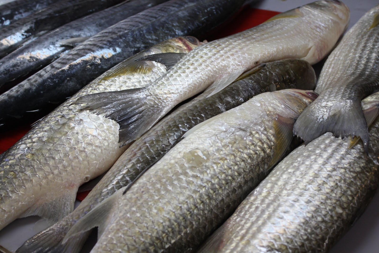 Warga Perikanan Brunei: Ikan Ikan Laut Tempatan ( Marine Fishes of ...