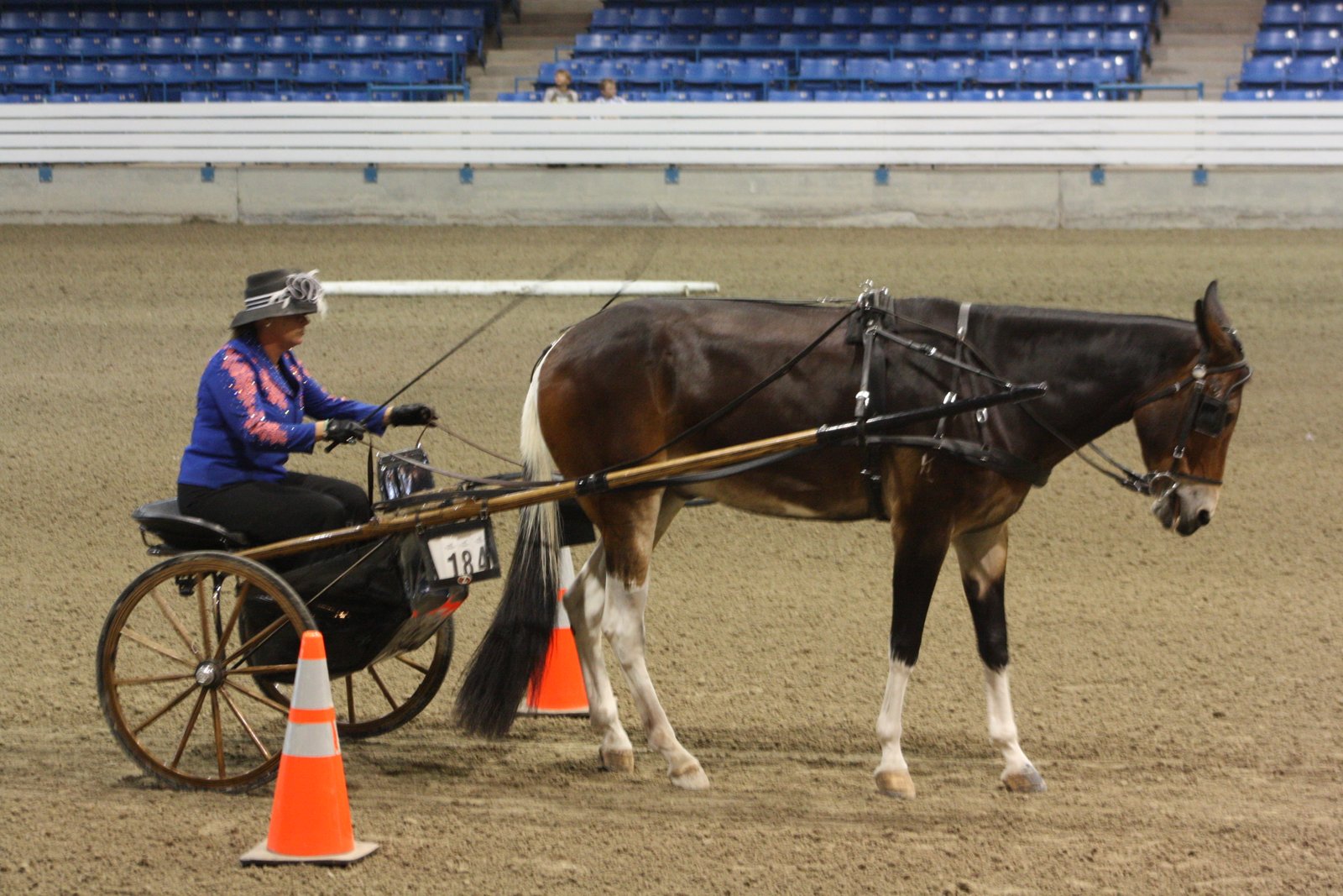 PairADice Mules: Great Celebration Mule Show Pictures