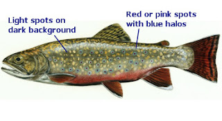 October 26th: Trout Identification Guide