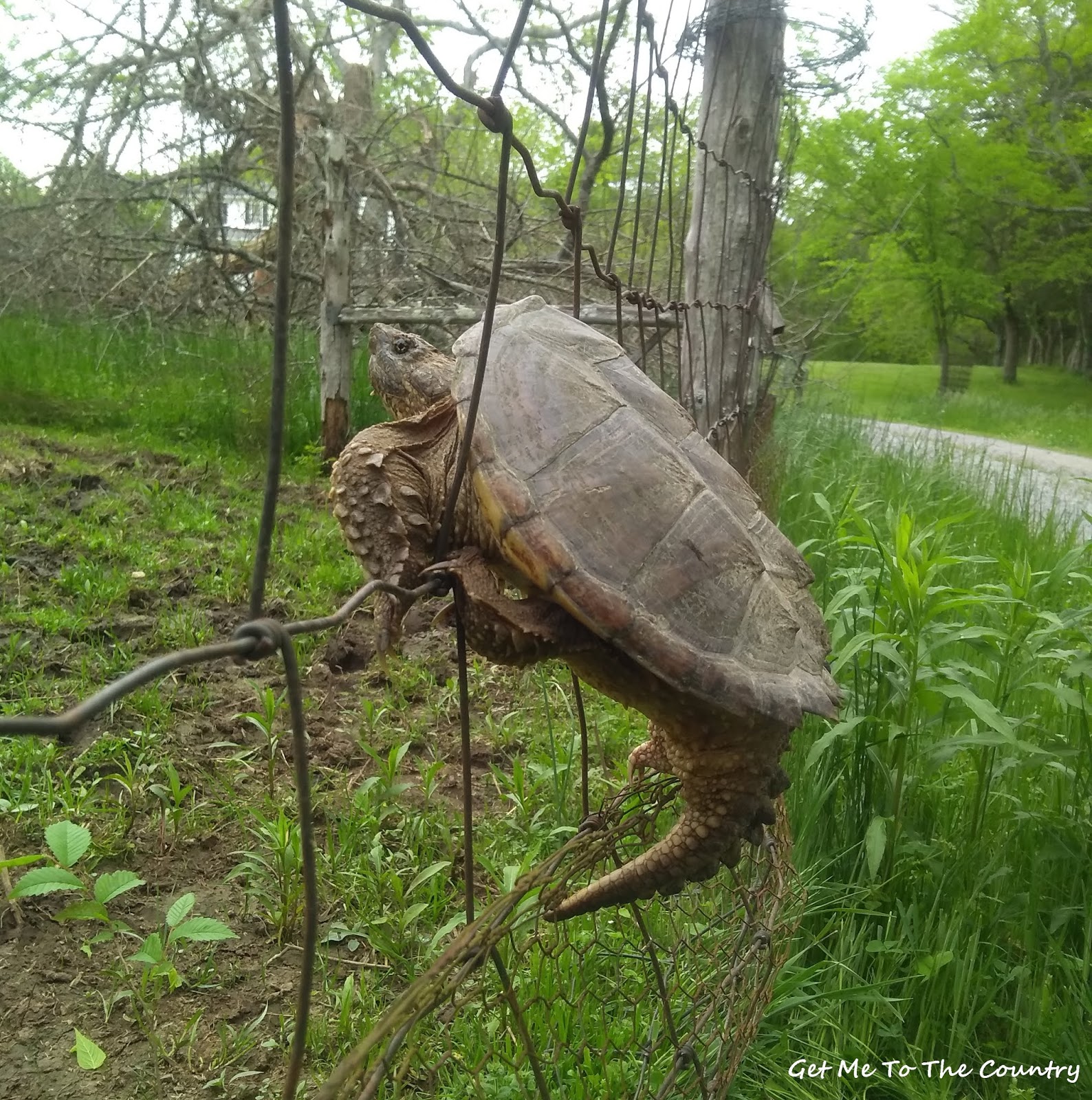 Get Me To The Country: A Fence Climbing Turtle