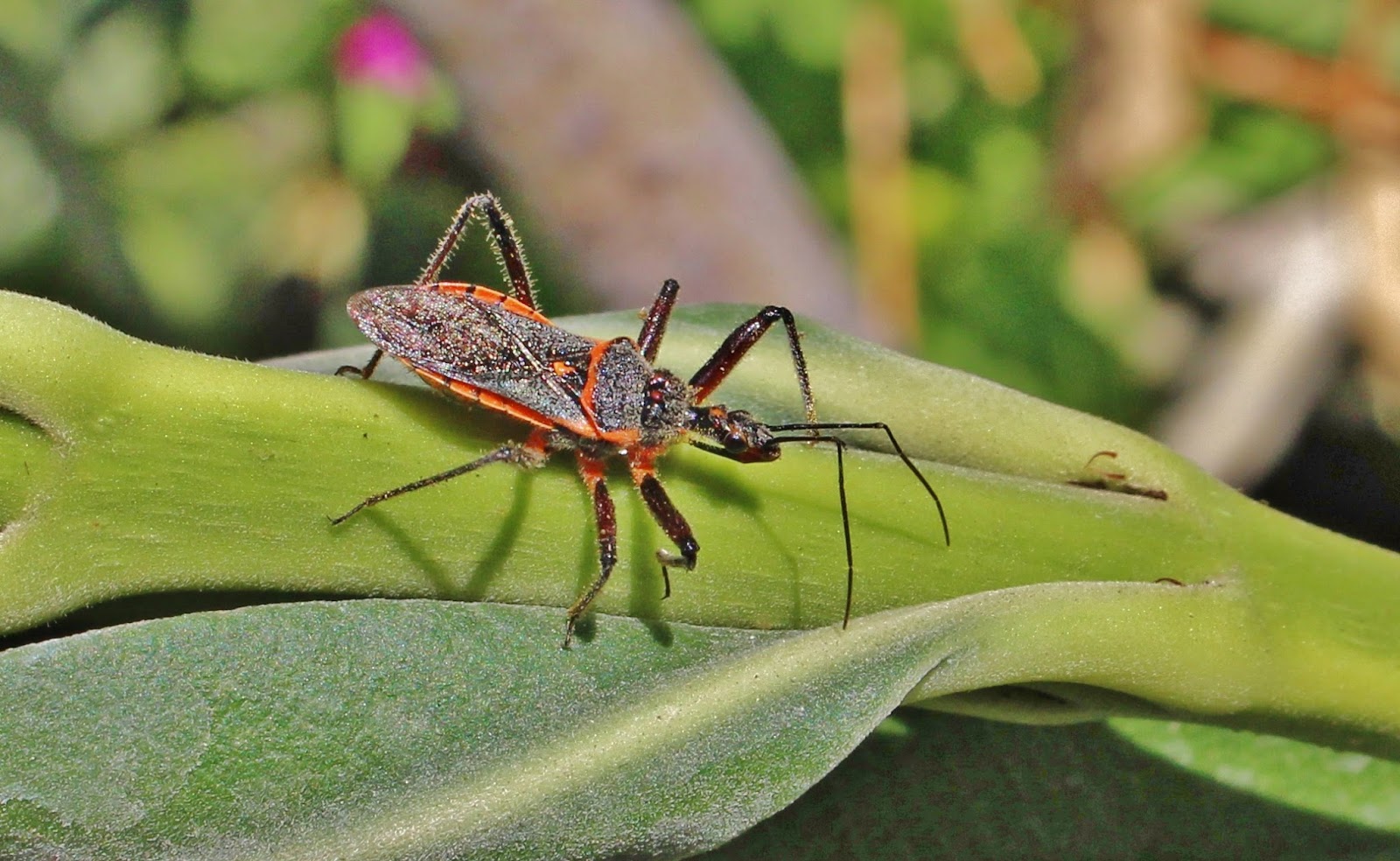 Biodiversity of Cyprus by NGO Protection of the Natural Heritage and ...