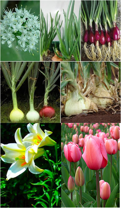 Sunhielya: CIRI-CIRI, KLASIFIKASI, DAN MANFAAT ANGIOSPERMAE (TANAMAN ...