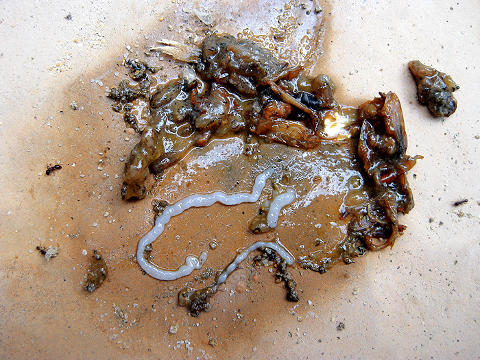 Sudan plated lizard / Gerrhosaurus major major / ヒガシオニプレートトカゲ: 排泄物 ...