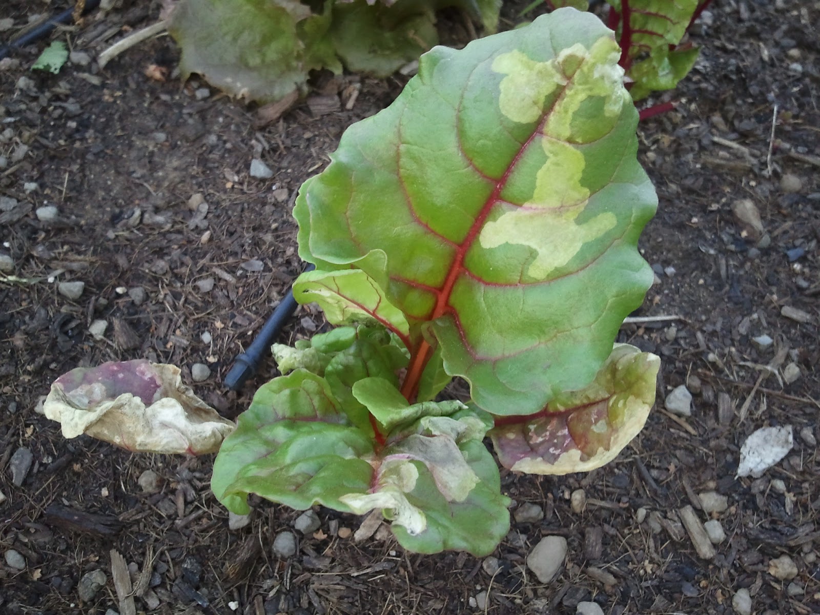 The Gnome Knows Best: Spots on My Chard: Not Sure I Like the Answer Why