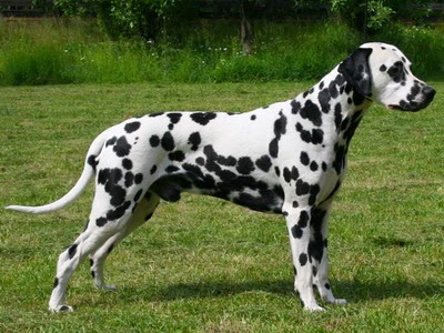 Kutya ABC: Dalmata