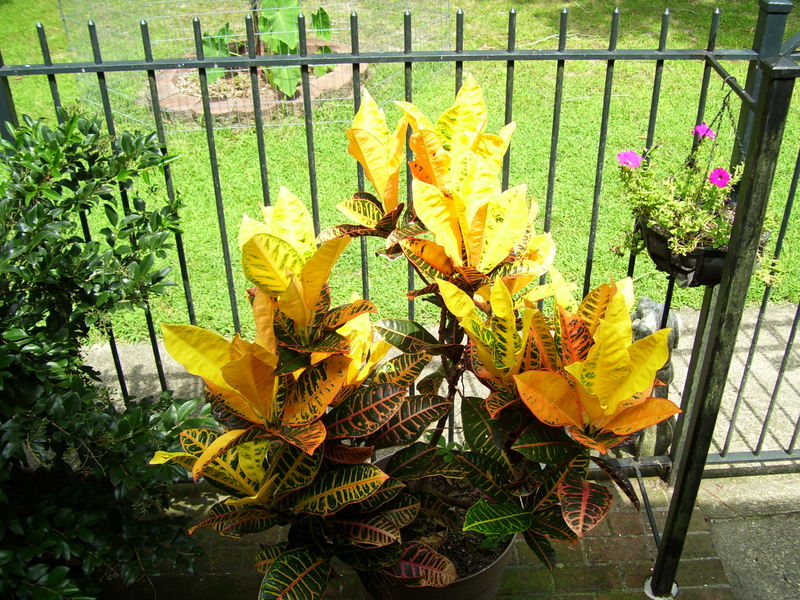 Backyard Pond: Gorgeous Croton Plants