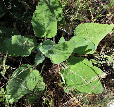 Plantas: Beleza e Diversidade: Salva-esclareia (Salvia sclarea)