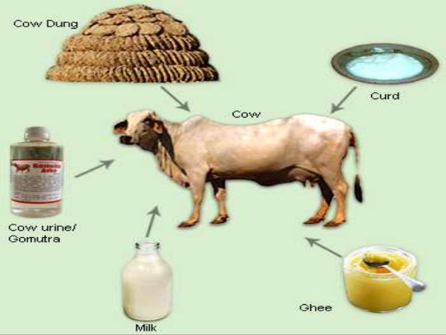 What are the effects of panchagavya in plants an effective organic ...