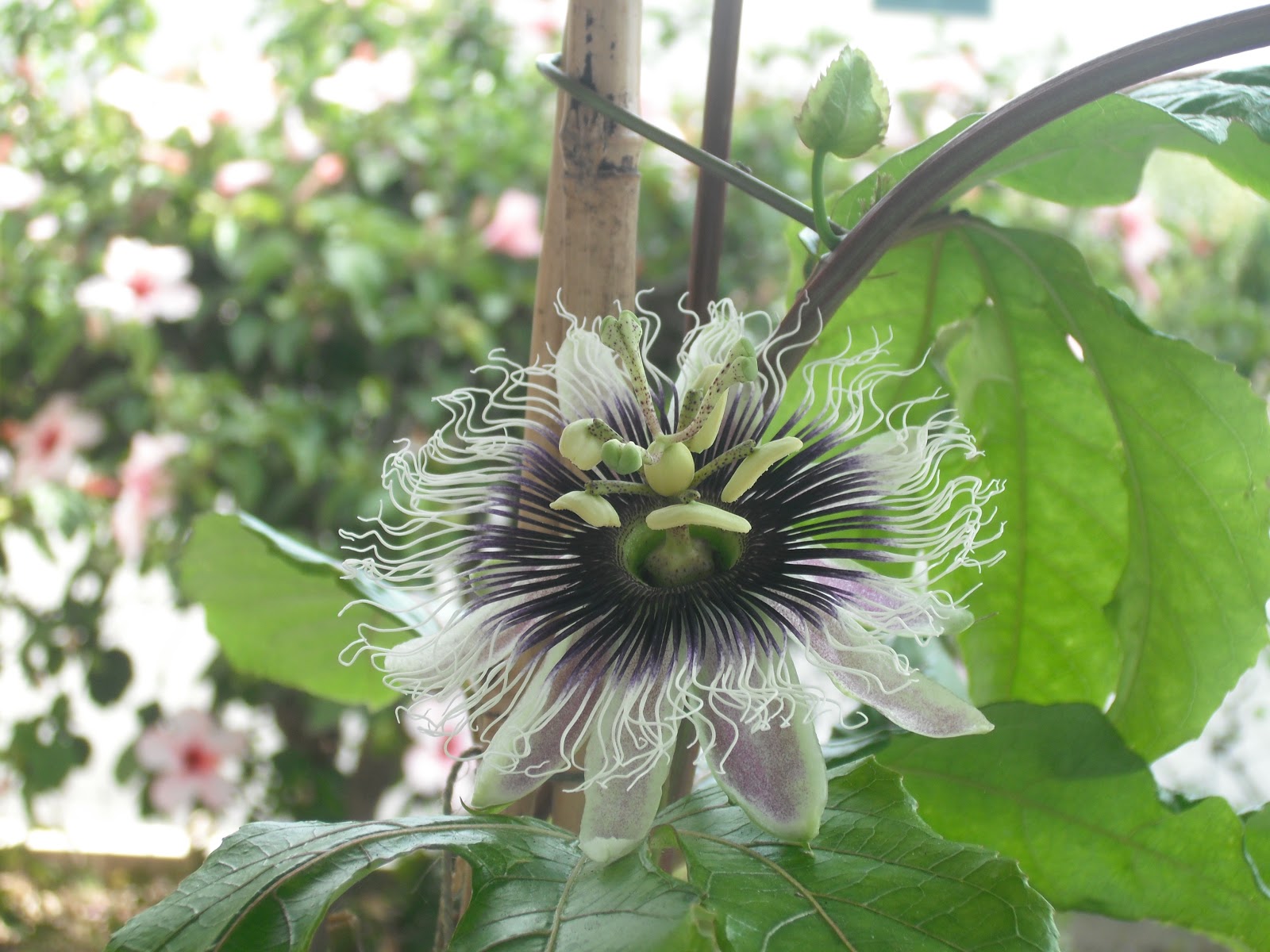 Maracujá e amigos/Passion Fruit and friends.: Flôr de p.edulis f ...