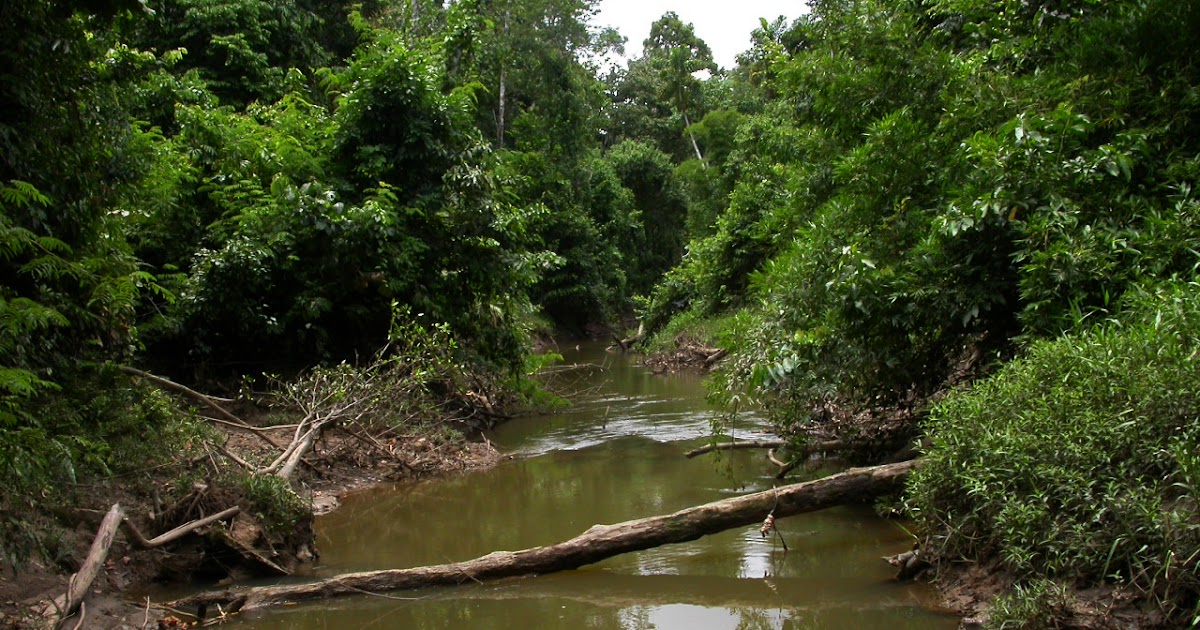 BOLIVIA TOUR: Chapare