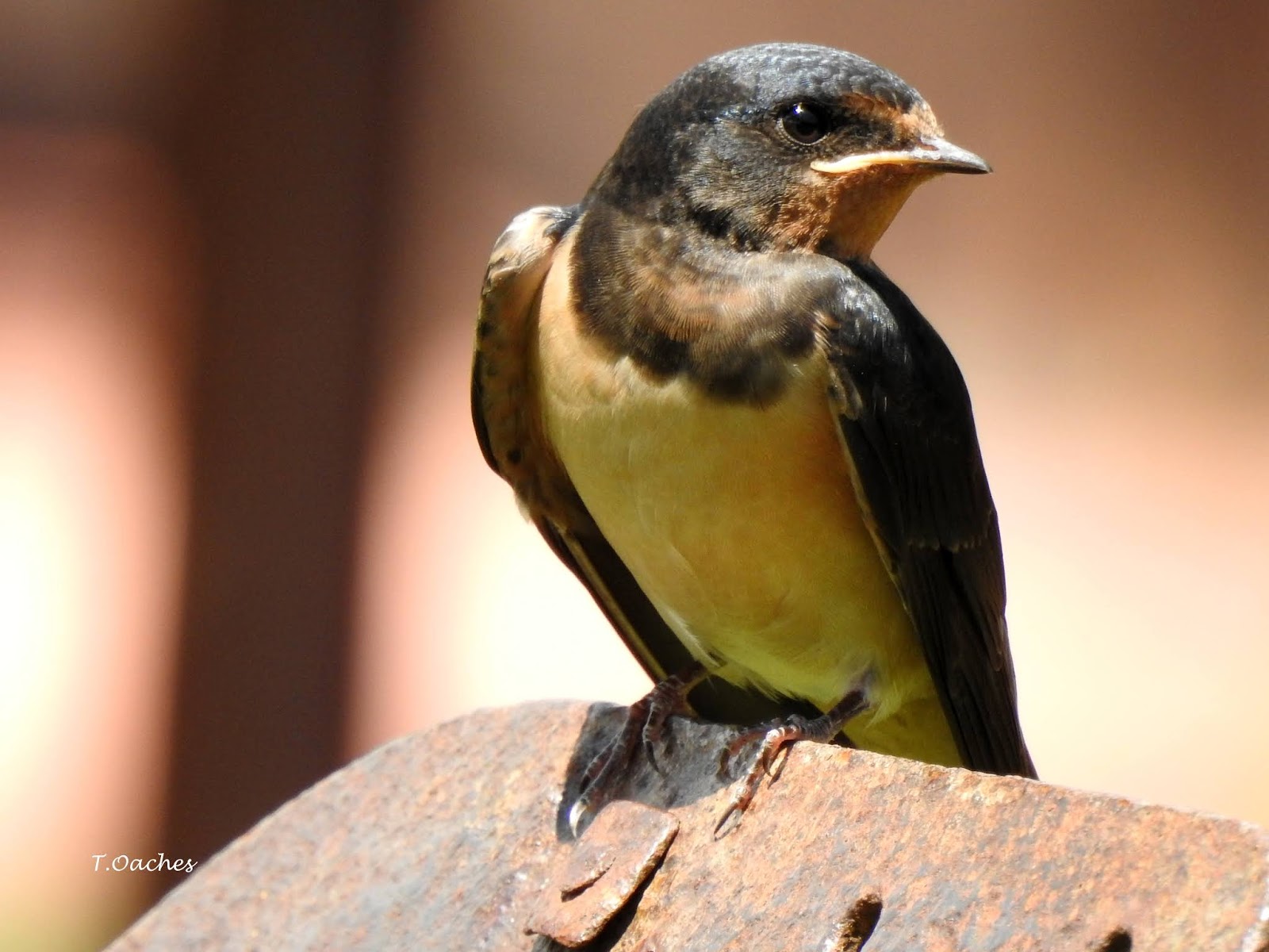 PASARI DIN ROMANIA: RANDUNICA, Hirundo rustica