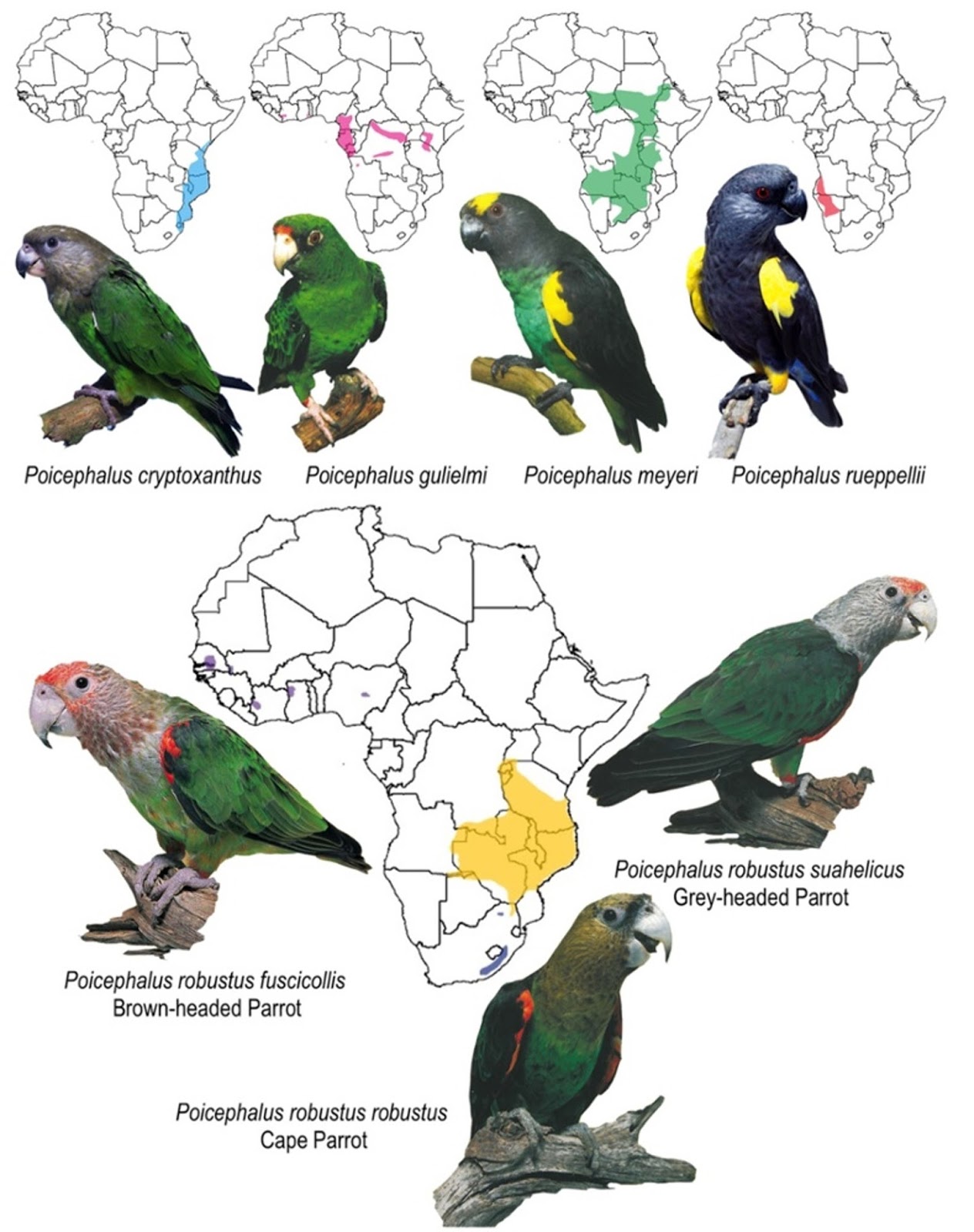 Species New to Science: [Ornithology • 2015] Molecular Systematics of ...