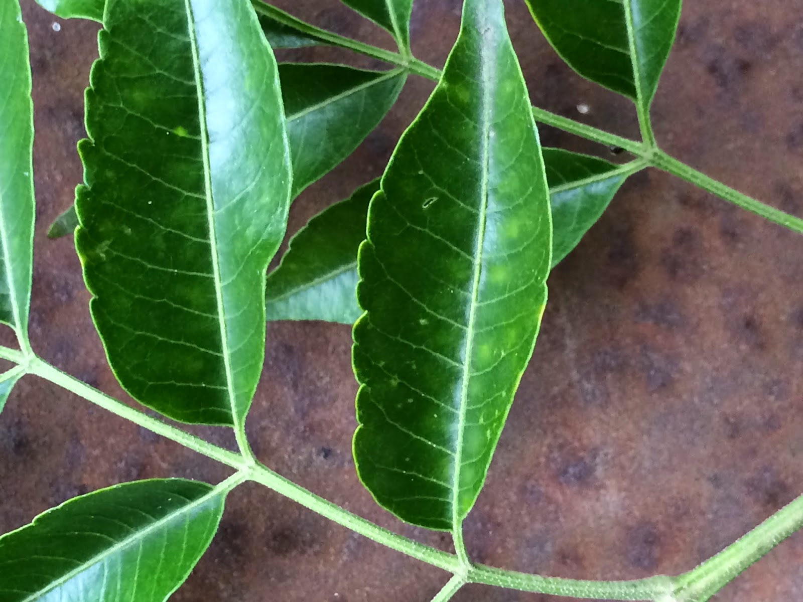 Trees of Santa Cruz County: Melia azedarach - Chinaberry