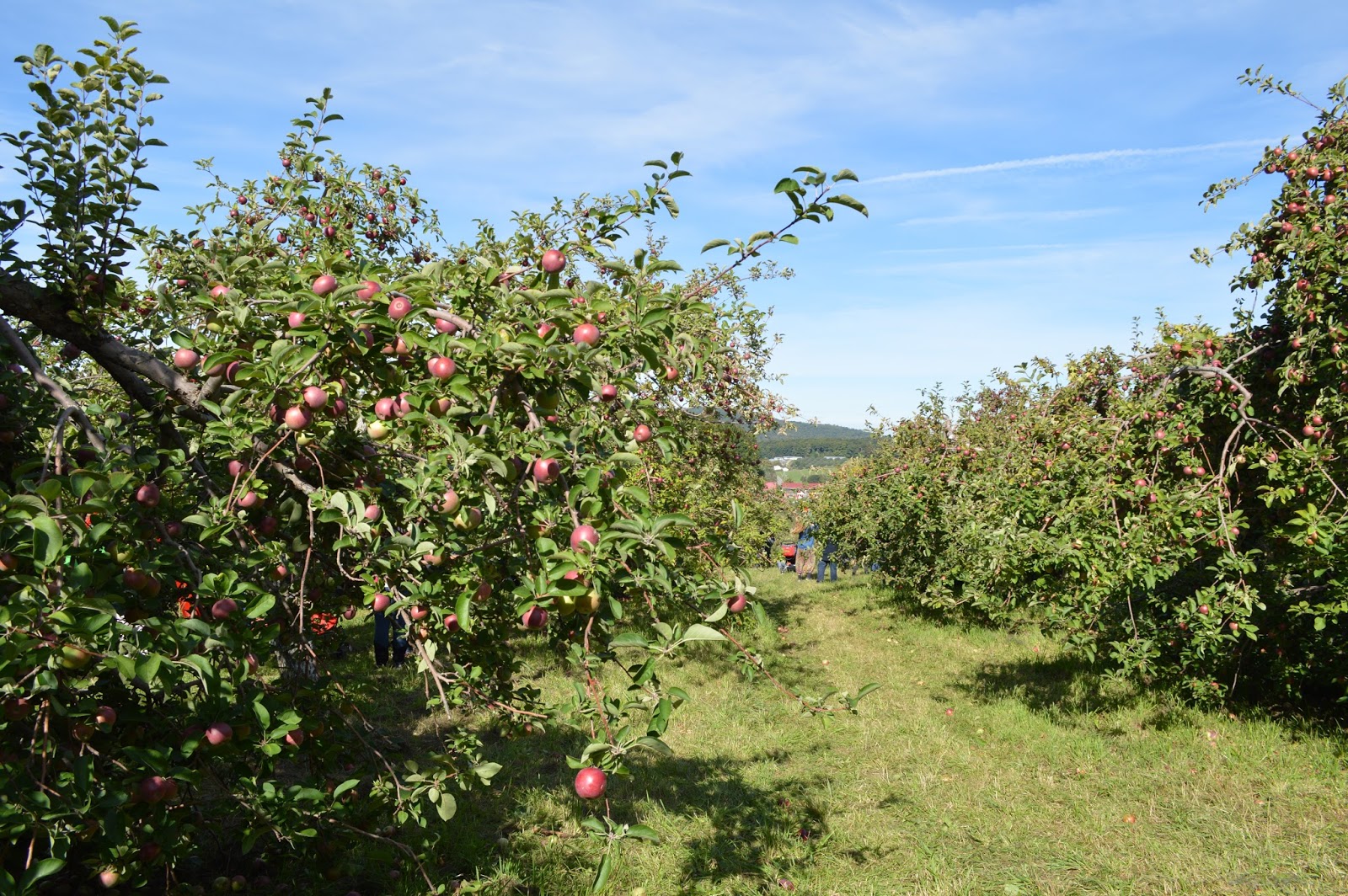 Oka - Labonté de la pomme : en automne, on ramasse et on mange des pommes