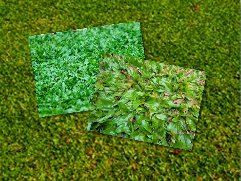 Memilih Jenis Rumput Untuk Taman Minimalis Rumah Anda Bag. 1