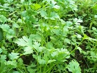 ALIMENTAÇÃO NATURAL & NUTRACÊUTICA : Plantas que ajudam no controle das ...