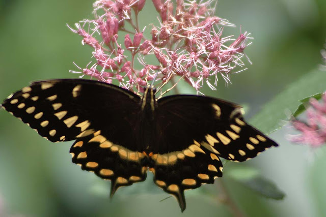 News Butterfly: Black Butterfly