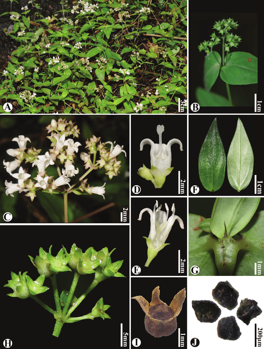 Species New to Science: [Botany • 2020] Dimetia brevipetiolata ...