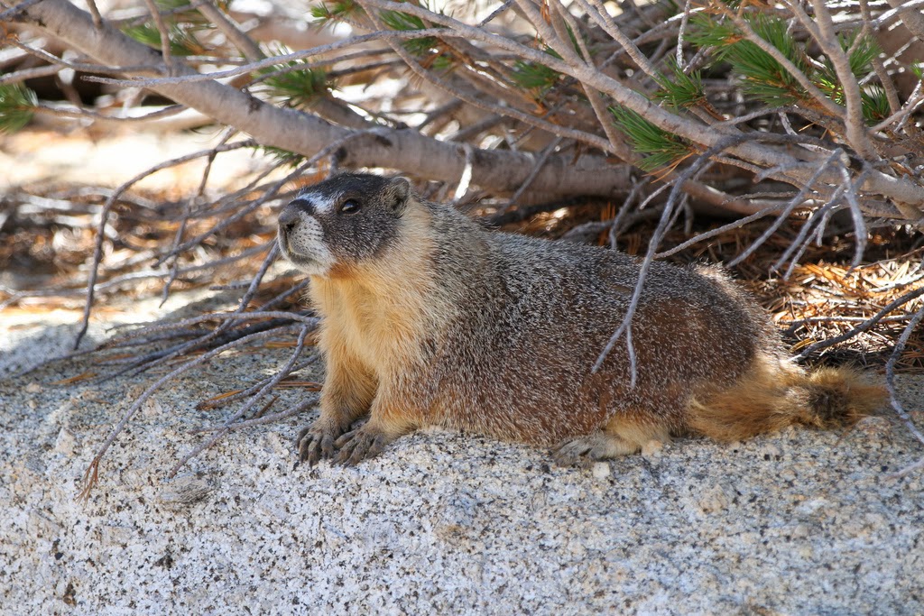 Marmots flaviventris Animals | Amazing Facts & New Pictures | The Wildlife